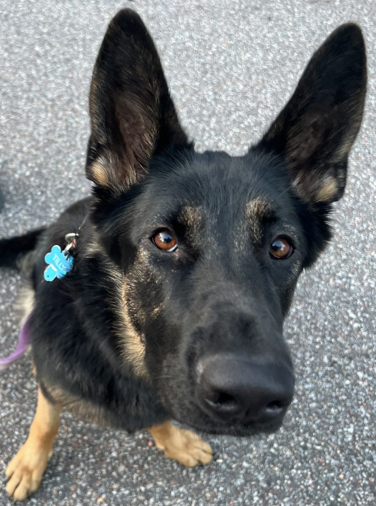 Behavior Modification | Freak On A Leash