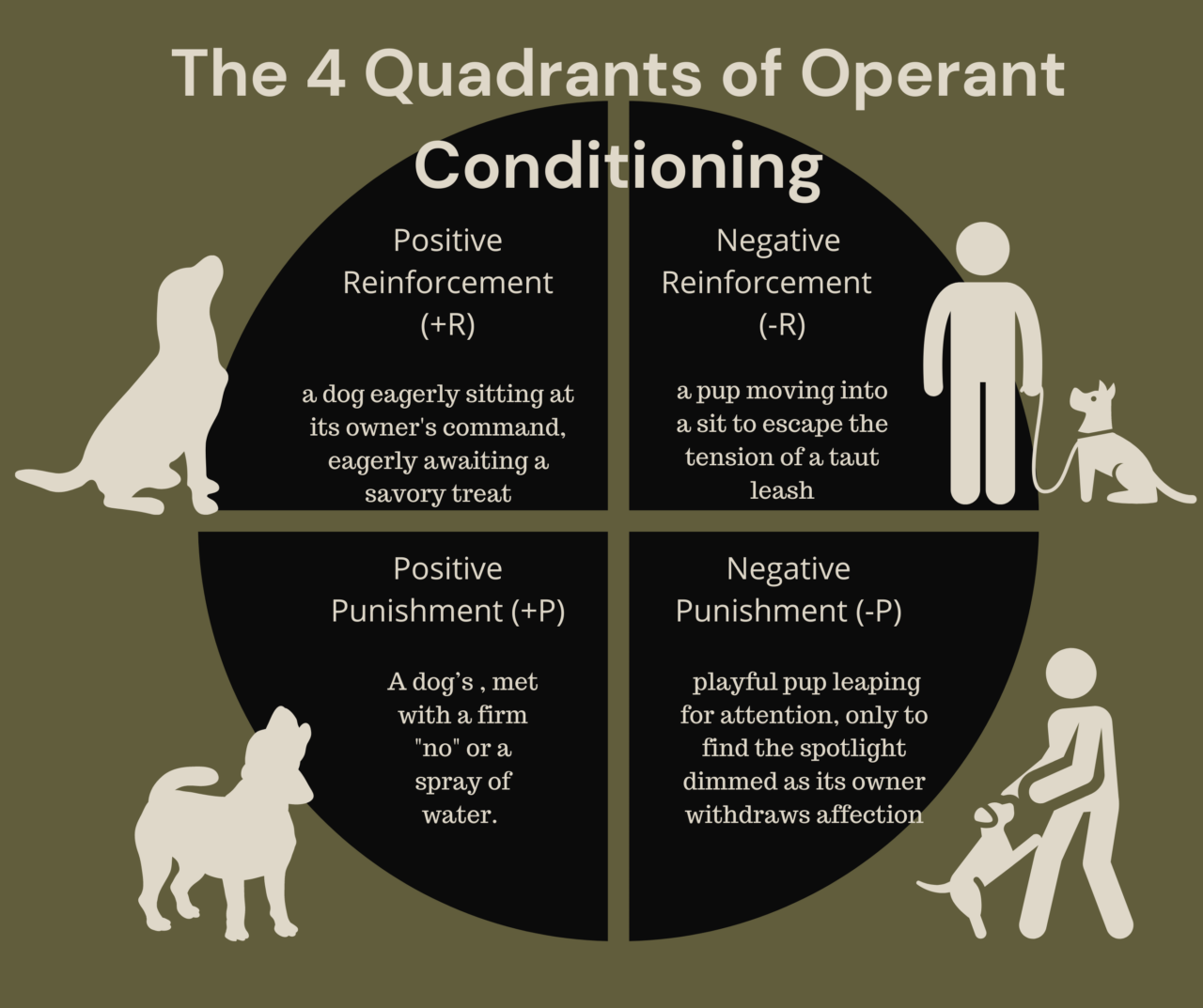 Guide for Beginners: Basic Principles of Training Dogs