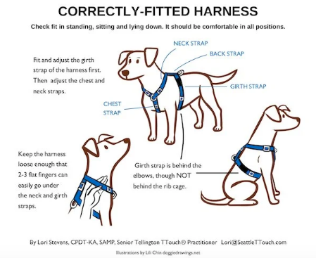 Choosing the Right Harness for Your Dog - Freak on a Leash